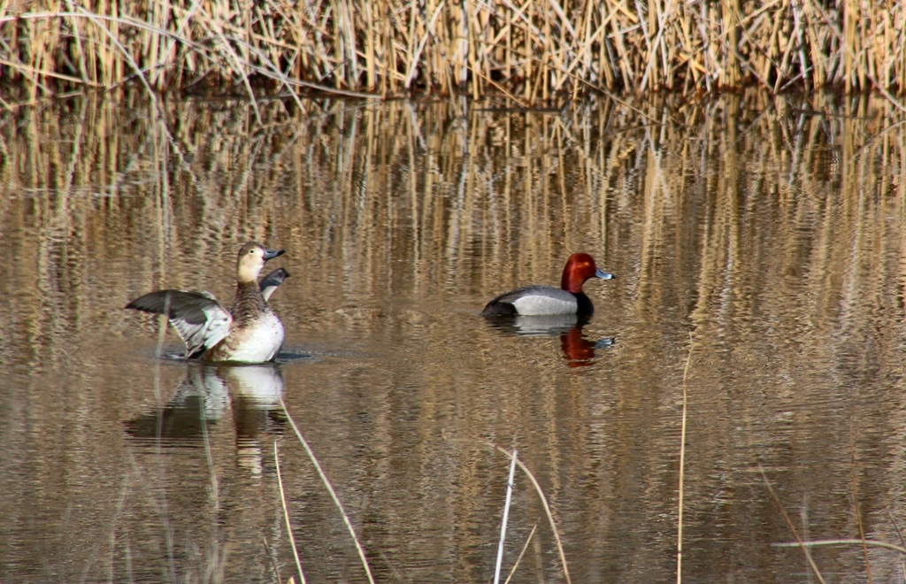 Oxbows - Osoyoos Lake Water Quality Society