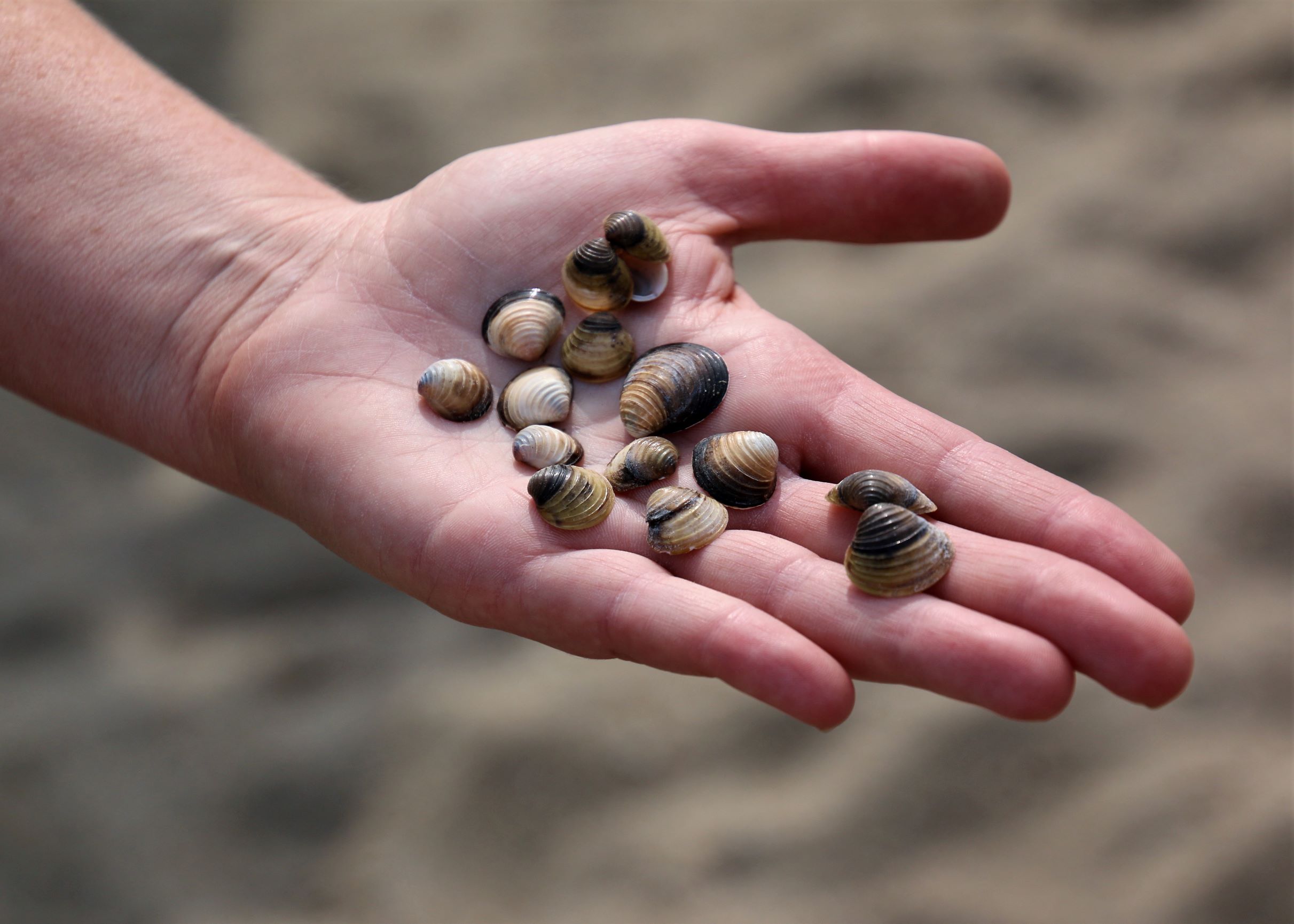 No invasive Clams found in Osoyoos Lake sampling - Osoyoos Lake Water ...