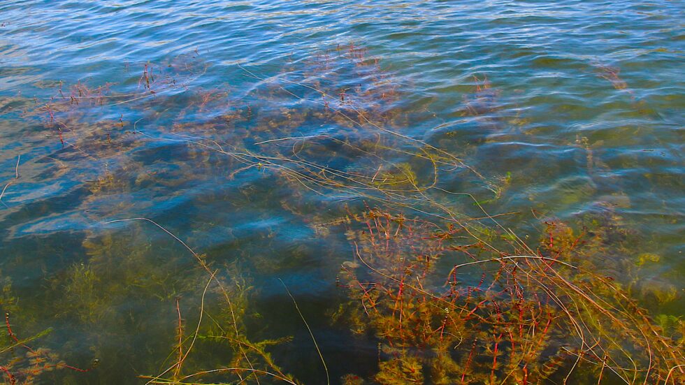 Milfoil ladened year for Okanagan lakes - Osoyoos Lake Water Quality ...